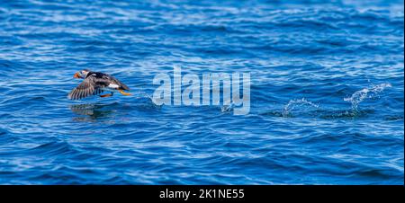 Puffin (Fratercula arctica) running on water Stock Photo - Alamy