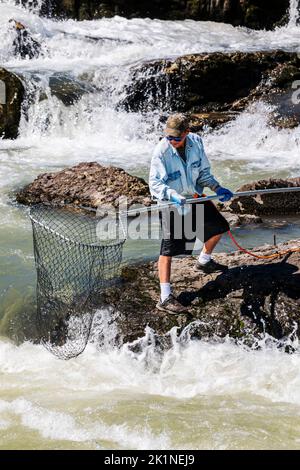 First Nation; Wet’suwet’en; indigenous men dip net fishing for spawning ...