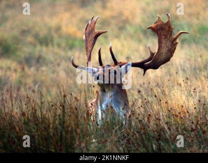 FALLOW DEER STAG AT PETWORTH PARK, WEST SUSSEX. PIC MIKE WALKER, MIKE ...