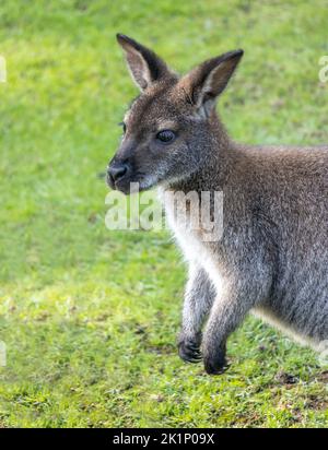 Wildlife wallaby standing on the green, Australia Stock Photo - Alamy