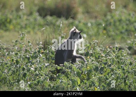 Grey Languor in Sri Lankan National Park Stock Photo - Alamy