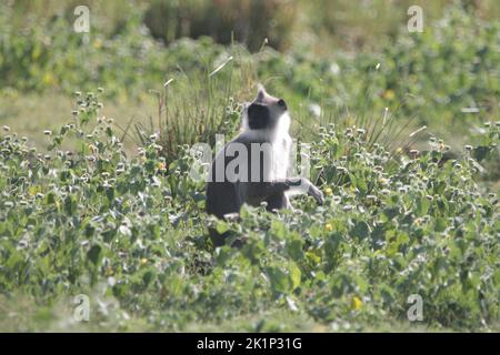 Grey Languor in Sri Lankan National Park Stock Photo - Alamy