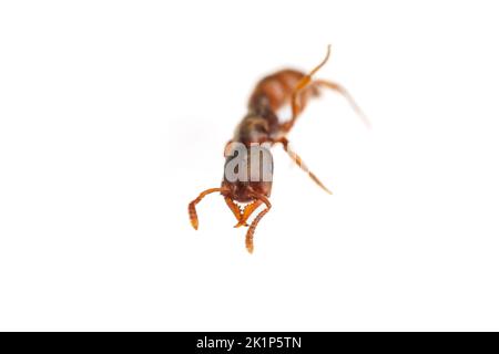 Dracula Ant (Stigmatomma pallipes) - Queen isolated on white background ...