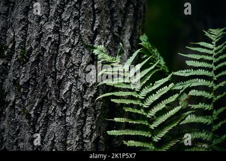 Wild fern in the forest near Moscow. Polypodiophyta. Front view Stock ...