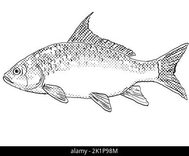 Drawing sketch style illustration of a Quillback rockfish side view ...