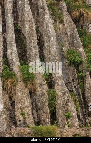 Damp fluted limestone cliff, colonised by plants, on the Col de la ...