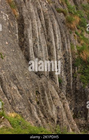 Damp fluted limestone cliff, colonised by plants such as Western St ...
