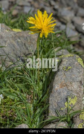 Pyrenean Hawkbit, Scorzoneroides pyrenaica subsp. pyrenaica, in flower ...