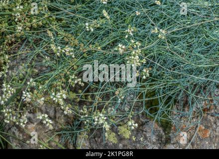 Pyrenean Mignonette, Reseda glauca in flower on acid scree, Pyrenees ...