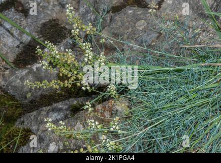 Pyrenean Mignonette, Reseda glauca in flower on acid scree, Pyrenees ...