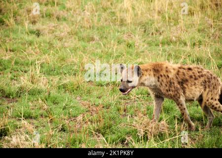 A growling angry hyena on a savanna reserve Stock Photo - Alamy