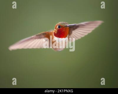 A closeup shot of a beautiful hummingbird flying to drink from flowers ...