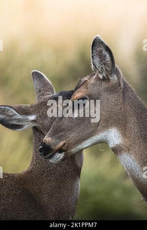A vertical shot of brown deer hugging each other in blurred background ...