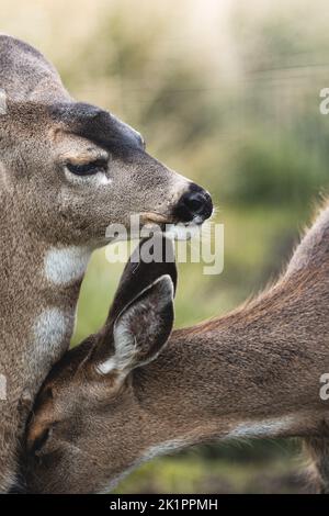 A vertical shot of brown deer hugging each other in blurred background ...