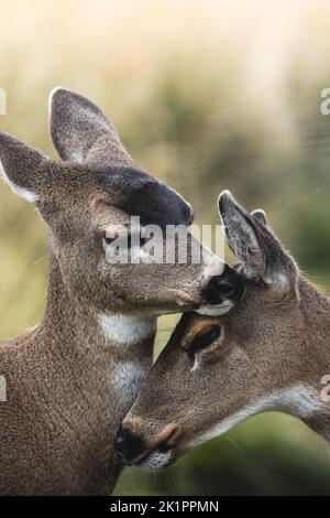 A vertical shot of brown deer hugging each other in blurred background Stock Photo - Alamy