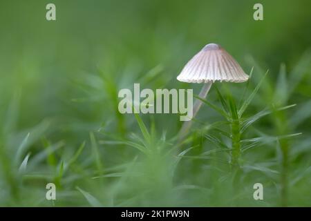Snapping Bonnet, Mycena vitilis Norfolk, October Stock Photo - Alamy