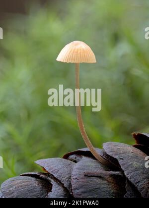 Small orange mushroom Rickenella fibula growing in the moss. Also known ...
