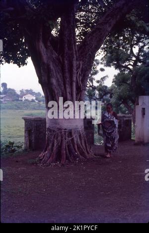 Vat Savitri, women tying thread to Banyan tree. Gram Sanskruti Udyan ...