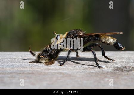 Yellow murder fly or yellow robber fly with a bumblebee as prey. The ...