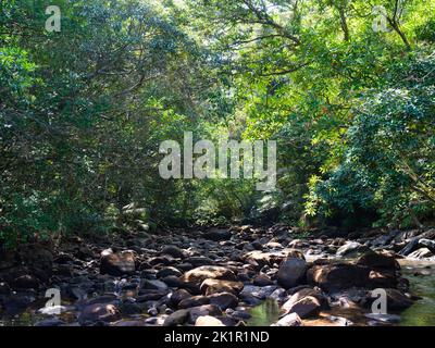 Jungle in Iriomote Island, Okinawa Prefecture, Japan Stock Photo - Alamy