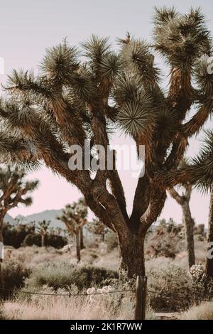 A beautiful shot of dry Joshua trees growing on a dry field near ...