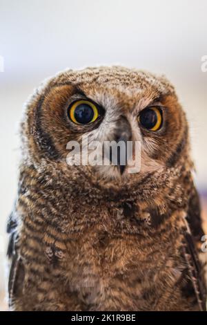 Closeup shot of an owl staring at the camera while standing on the ...