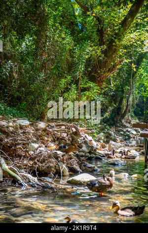 Duck in Tropic restaurants on the river. Places on the river with ...