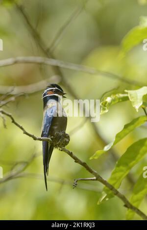 Whiskered Treeswift (Hemiprocne comata) male, Danum Valley Conservation ...