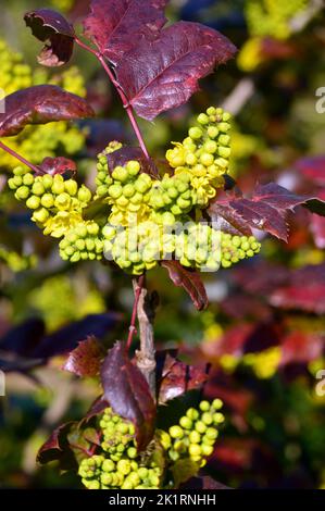 Bright Yellow Mahonia x Wagneri 'Pinnacle' Flowers grown at RHS Garden ...