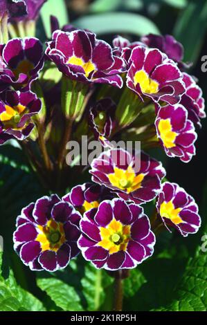 Purple/Yellow Primula Polyantha Victoriana 'Lilac Lace' (Primula ...