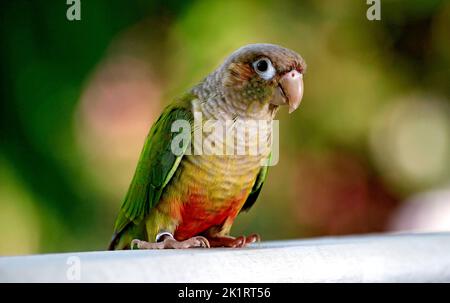 Close-up of Green cheeked conure looking at camera. The cute parrot ...