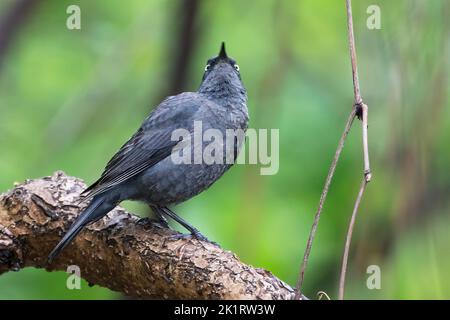 Rusty blackbird during autumn migration Stock Photo - Alamy
