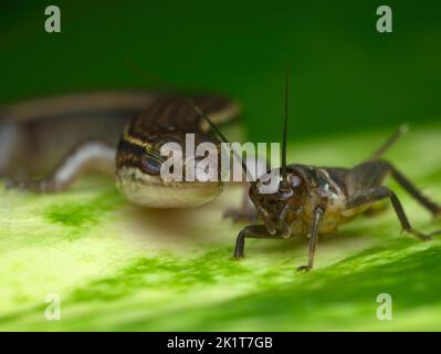 A common garden skink lizard or pale-flecked garden sunskink ...