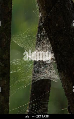 A spider web is stretched between the trees in the sunlight Stock Photo ...