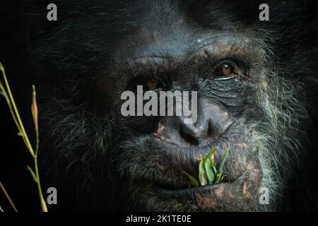A selective focus of a black chimp eating grass with a blurry ...