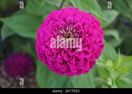 A closeup of a common zinnia (Zinnia elegan) against blurred background ...