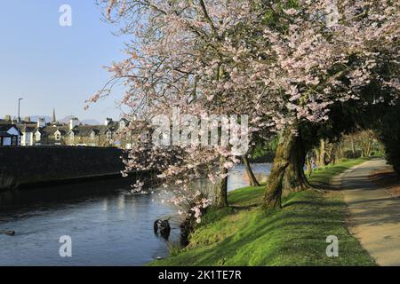 Spring flowers and blossom in Fitz Park, Keswick town, Lake District ...