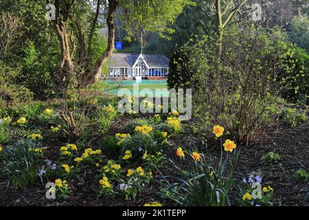 Spring flowers and blossom in Fitz Park, Keswick town, Lake District ...