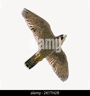 Shaheen falcon collage element illustration vector Stock Vector Image ...