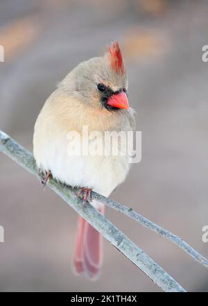 Close up female Northern Cardinal perched in White Spruce boughs in the ...