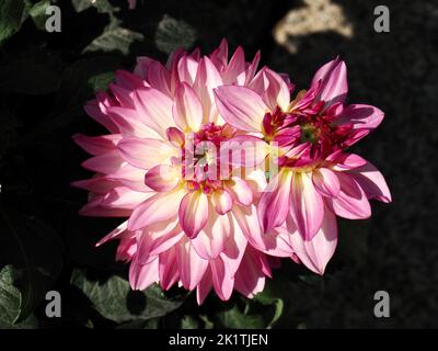 Dahlia flowers in the back yard Stock Photo - Alamy