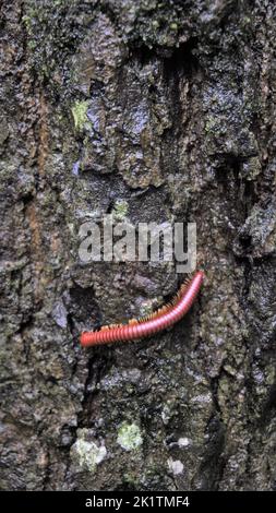 Trigoniulus corallines also called as rusty millipede or common Asian ...