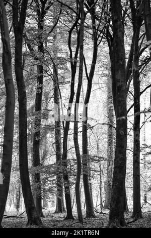 tree scapes, woodland architecture in monochrome Stock Photo - Alamy