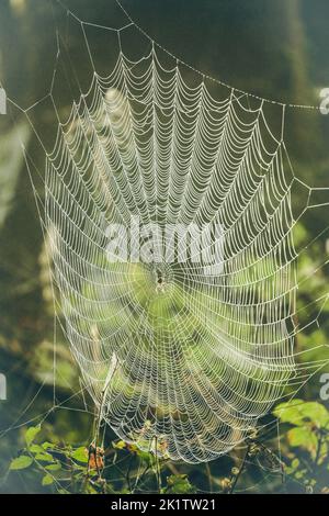 Cob web close ups Stock Photo - Alamy
