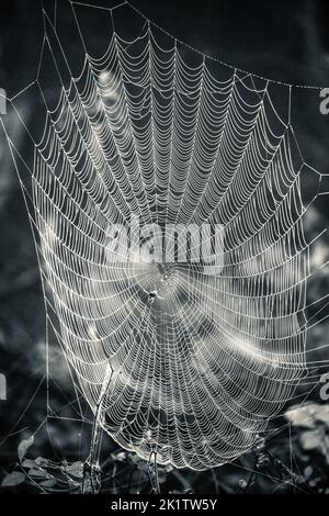 Cob web close ups Stock Photo - Alamy