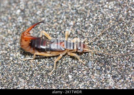 Shore Earwig (Labidura riparia Stock Photo - Alamy