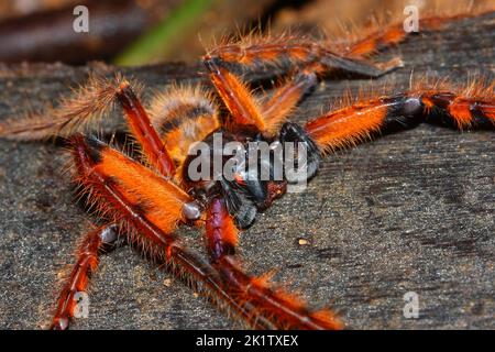 Rhitymna pinangensis - an orange huntsman spider male from rainforest ...
