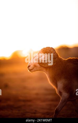Goats in the australian bush in the Northern Territory, Australia Stock ...