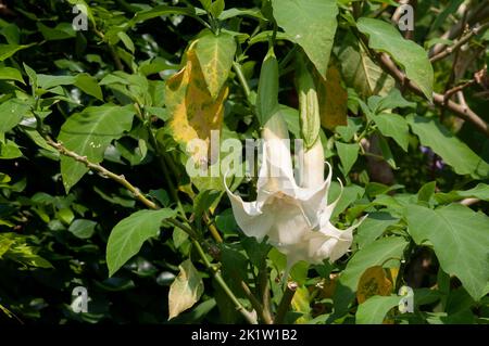 White Angel Trumpet, Brugmansia Suaveolens Stock Photo - Alamy