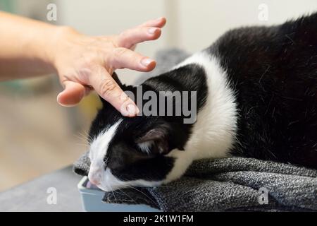 Woman Petting Cat whith Hand Stock Photo - Alamy